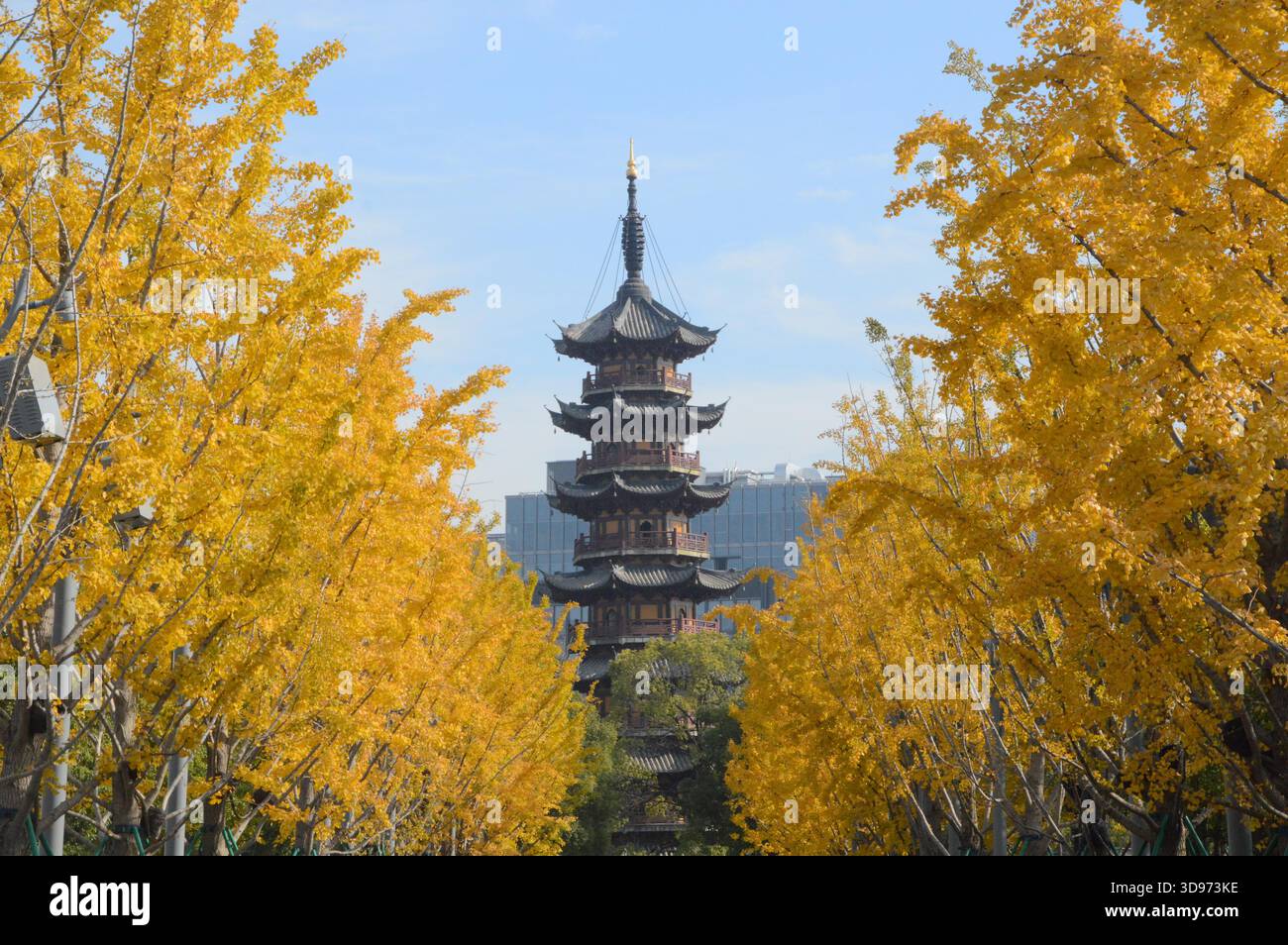 Ginkgo trees at Longhua Temple enter the best viewing time in Shanghai ...