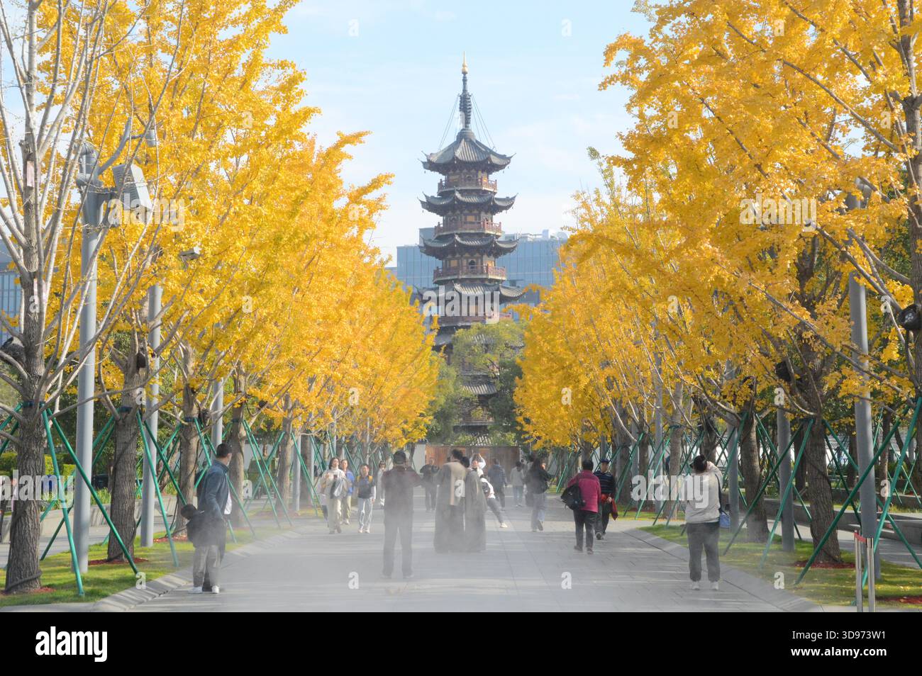Ginkgo trees at Longhua Temple enter the best viewing time in Shanghai ...