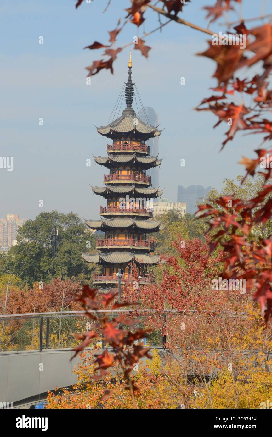Ginkgo trees at Longhua Temple enter the best viewing time in Shanghai ...