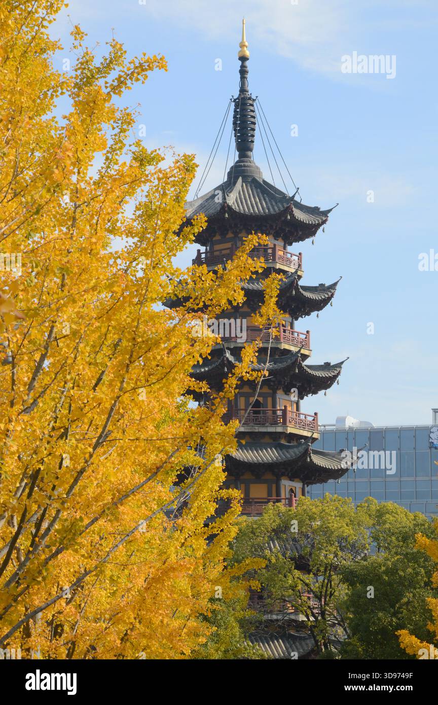 Ginkgo trees at Longhua Temple enter the best viewing time in Shanghai ...