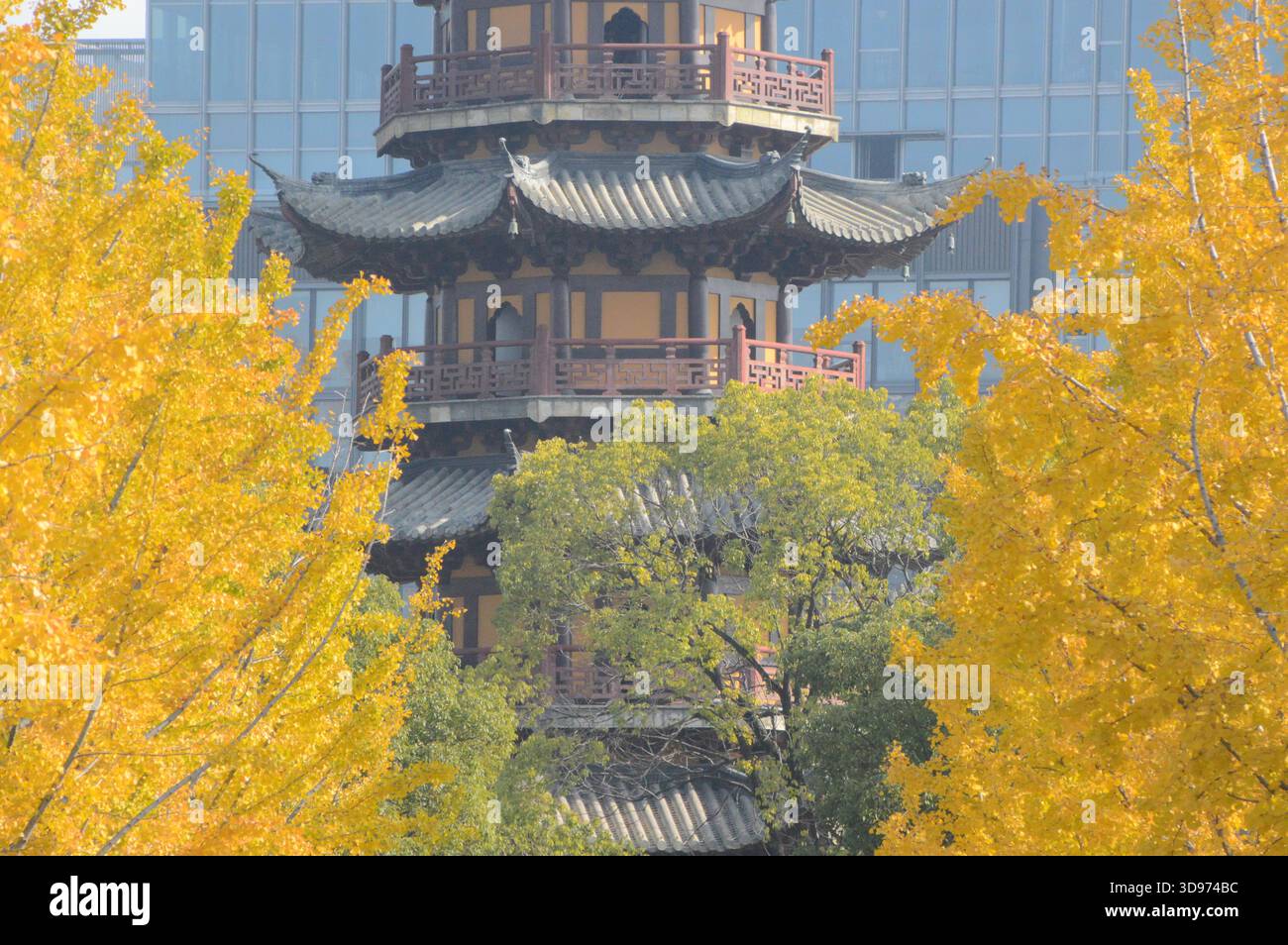 Ginkgo trees at Longhua Temple enter the best viewing time in Shanghai ...