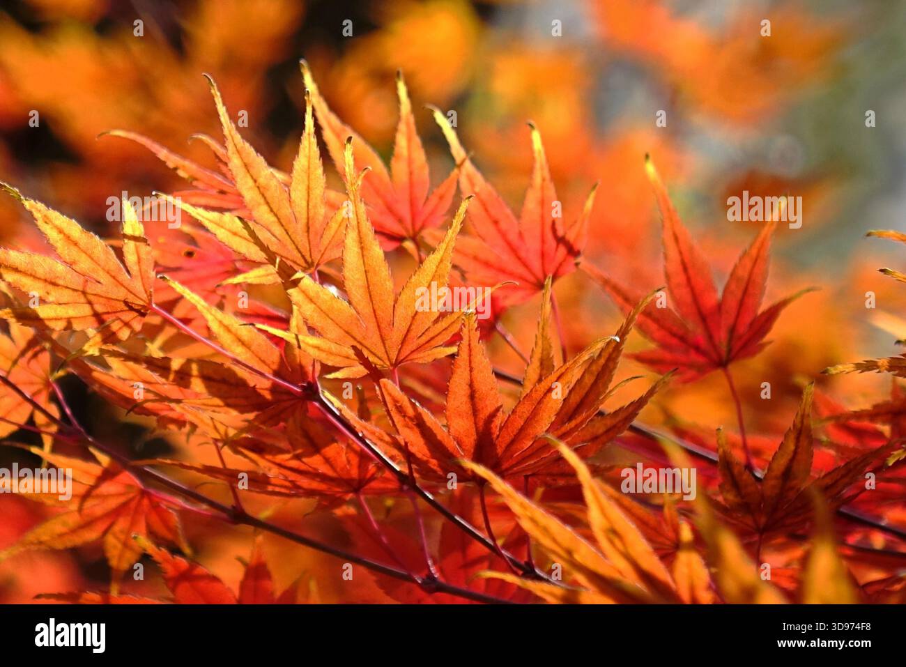 Maple leaves in Qingdao City, east China's Shandong Province, 1 ...