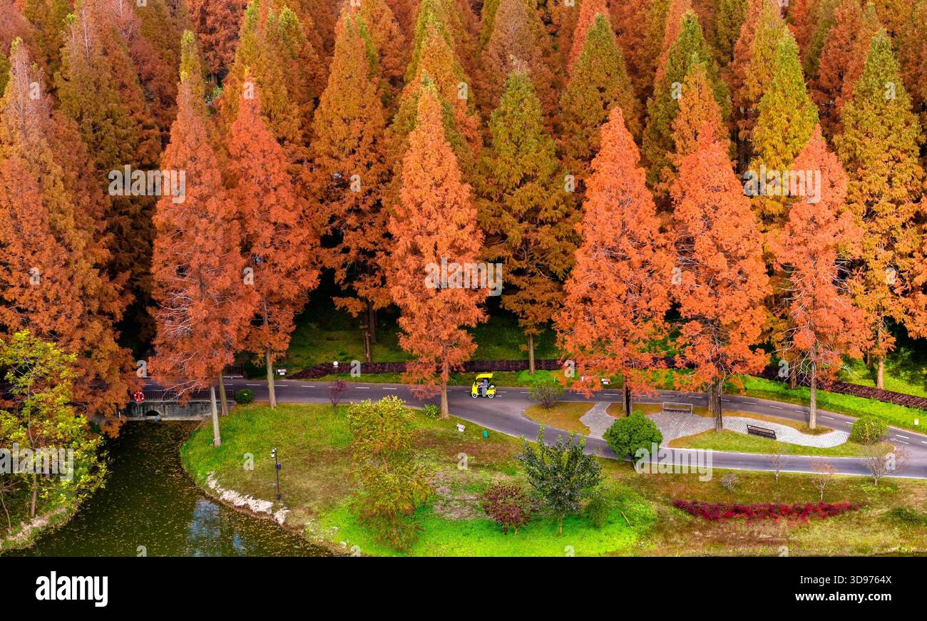 Winter scenery at Huanghai Forest Park in Dongtai City, east China's ...
