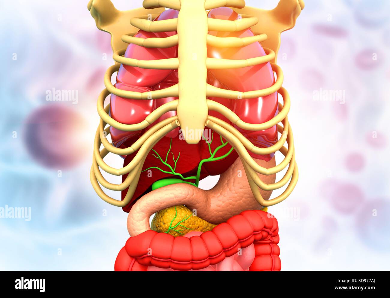 Human body anatomy. Abstract science background. 3d illustration Stock ...