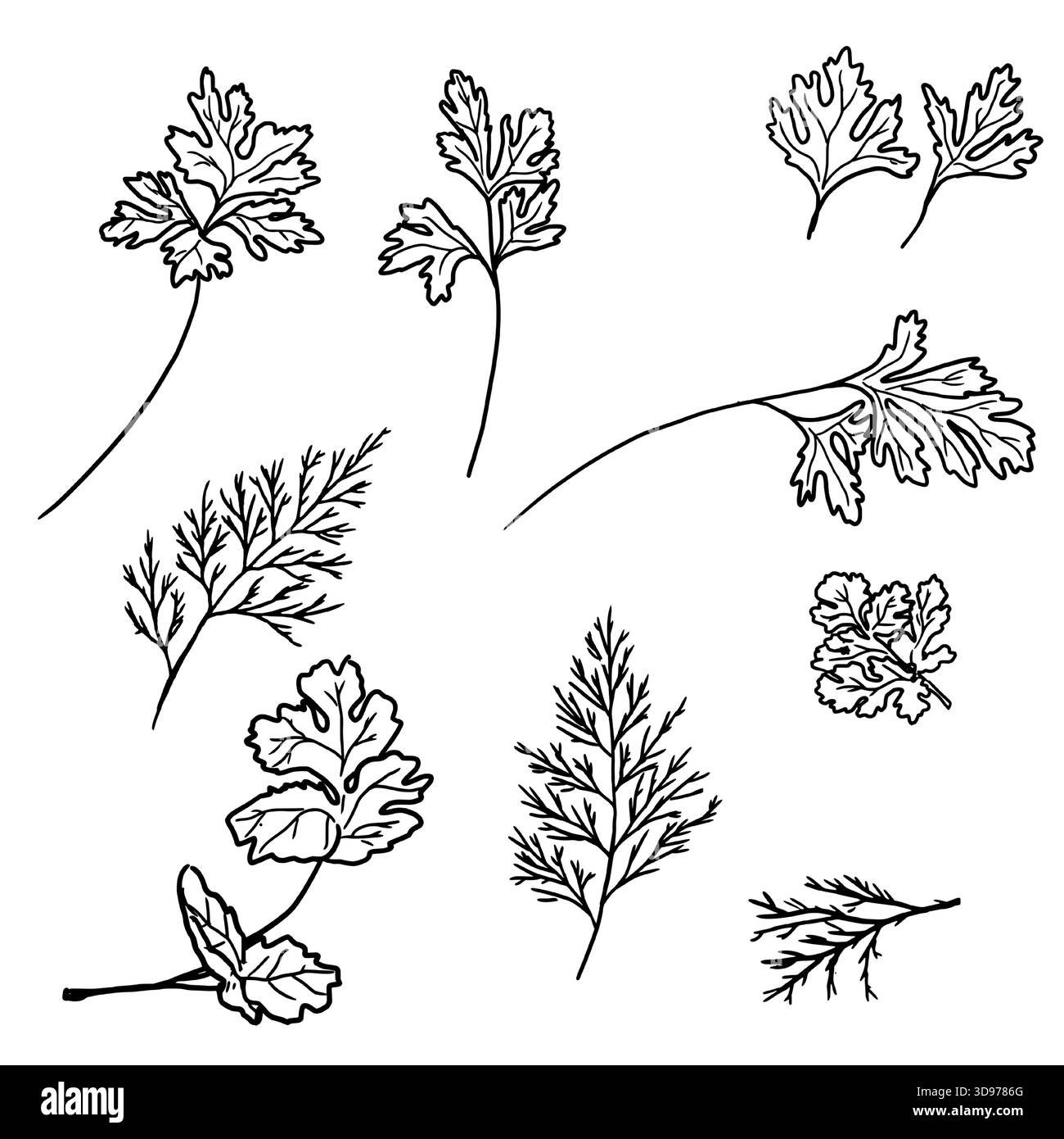 Fennel and parsley Black and White Stock Photos & Images - Alamy