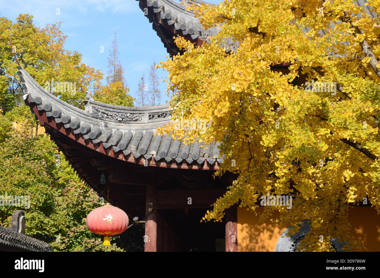 Ginkgo trees at Longhua Temple enter the best viewing time in Shanghai ...