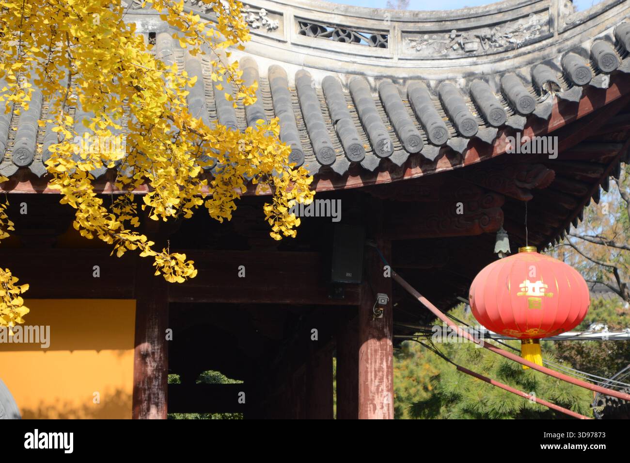 Ginkgo trees at Longhua Temple enter the best viewing time in Shanghai ...