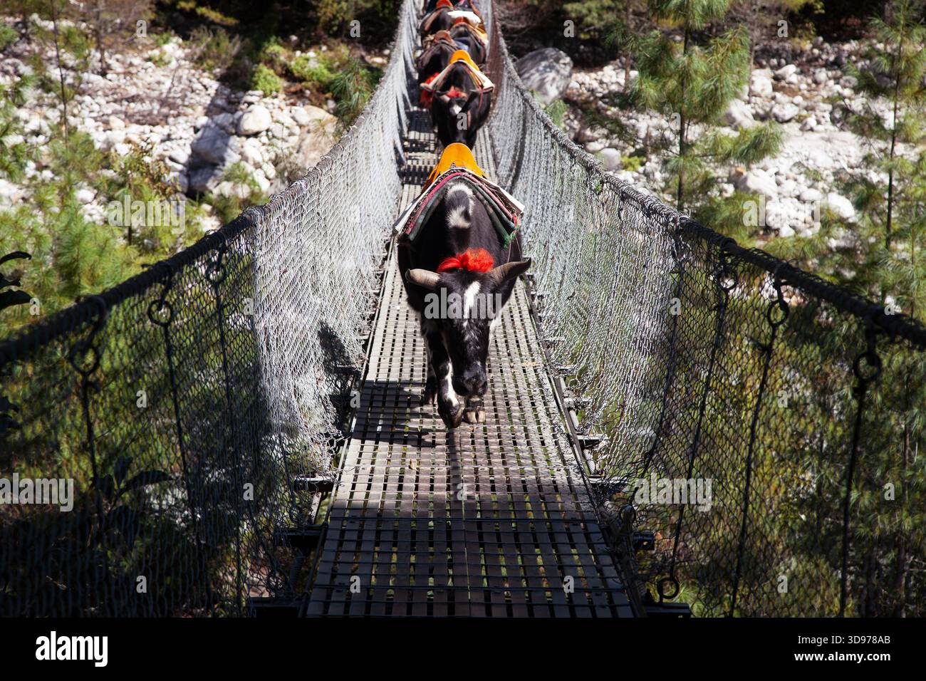 Yaks traverse a suspension bridge, surrounded by stunning mountain ...