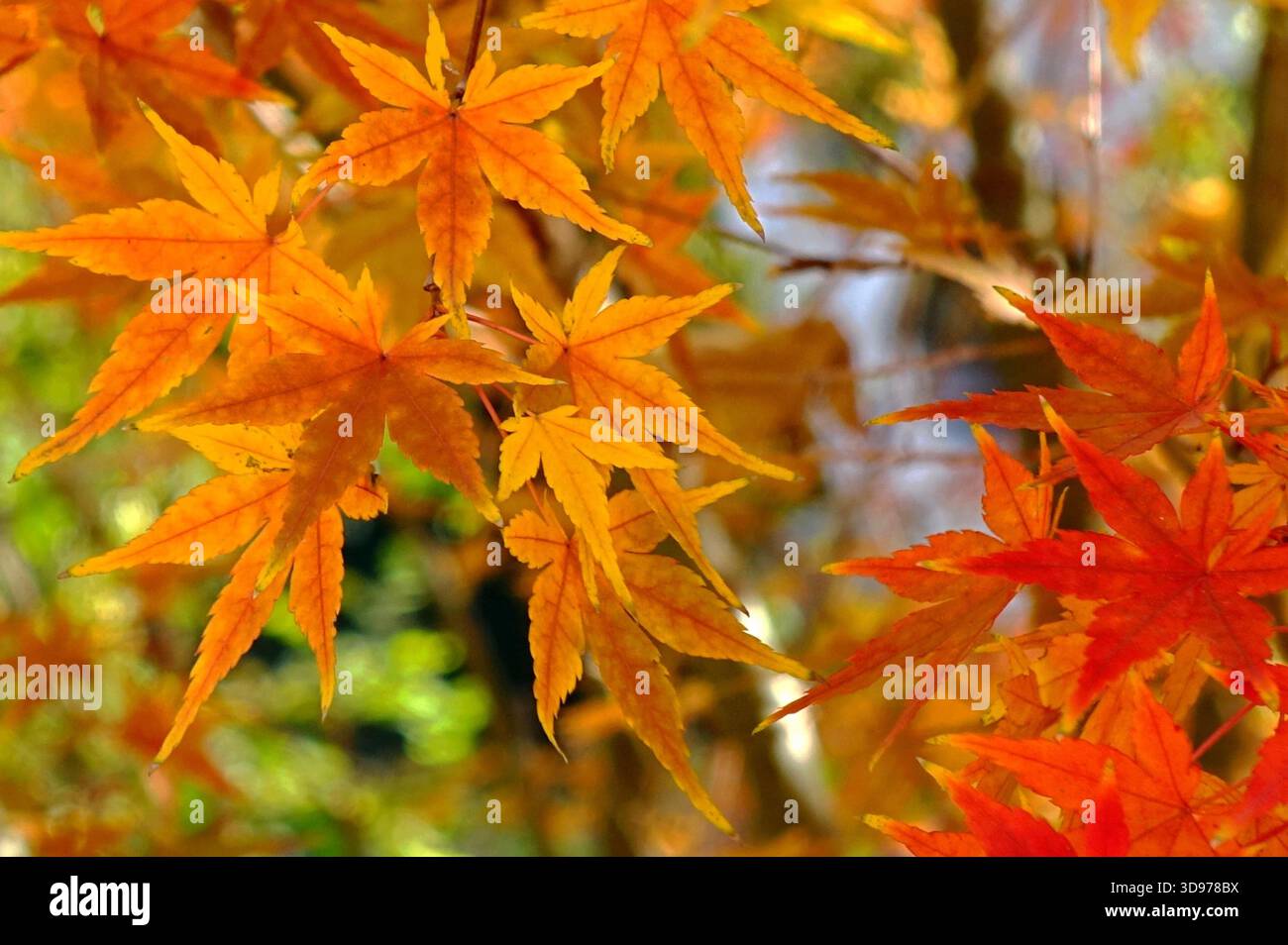 Maple leaves in Qingdao City, east China's Shandong Province, 1 ...