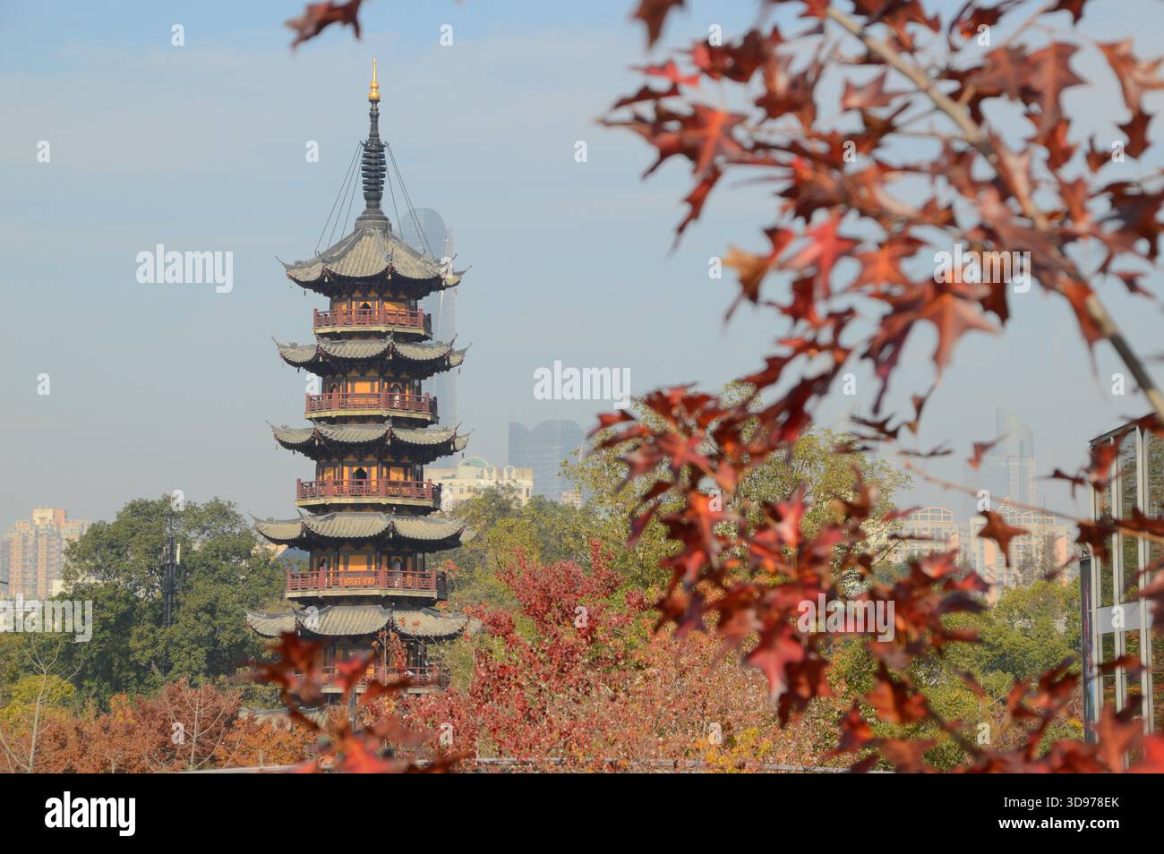 Ginkgo trees at Longhua Temple enter the best viewing time in Shanghai ...