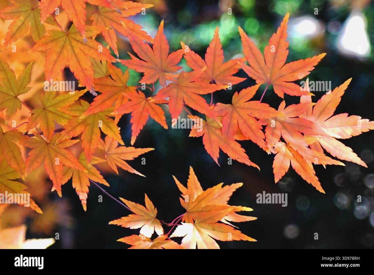 Maple leaves in Qingdao City, east China's Shandong Province, 1 ...