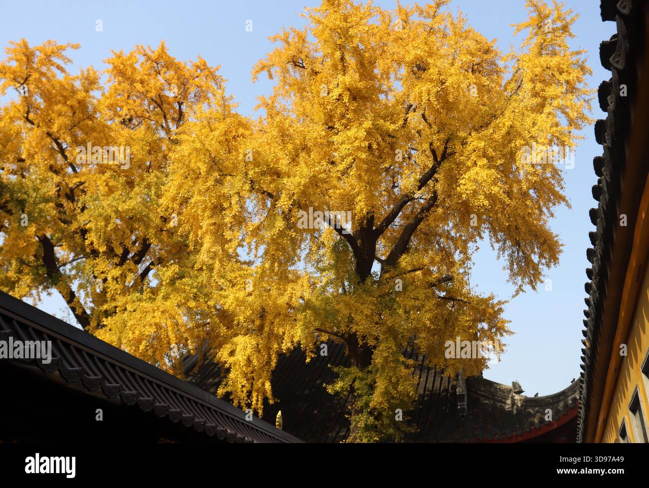Two ancient ginkgo trees at Dinghui Temple in Suzhou City, east China's ...