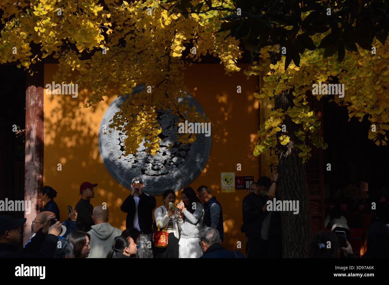 Ginkgo trees at Longhua Temple enter the best viewing time in Shanghai ...