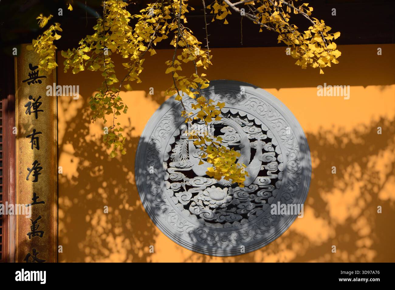Ginkgo trees at Longhua Temple enter the best viewing time in Shanghai ...