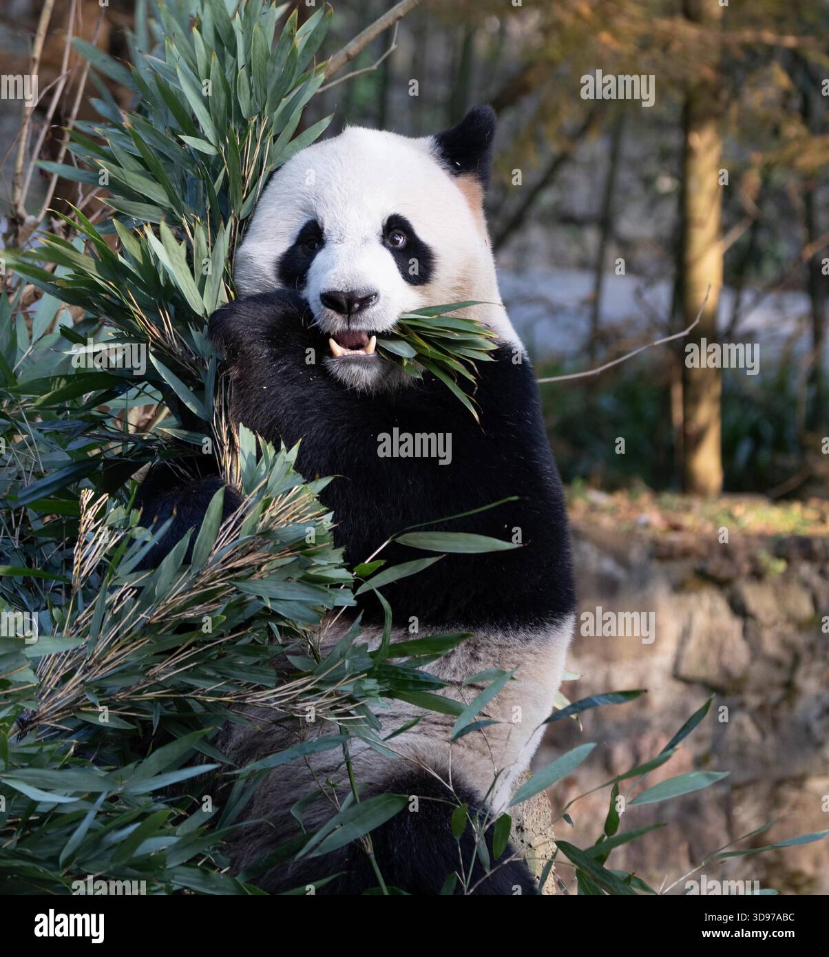 Giant pandas enjoy leisure life in Dujiangyan of Chengdu City ...