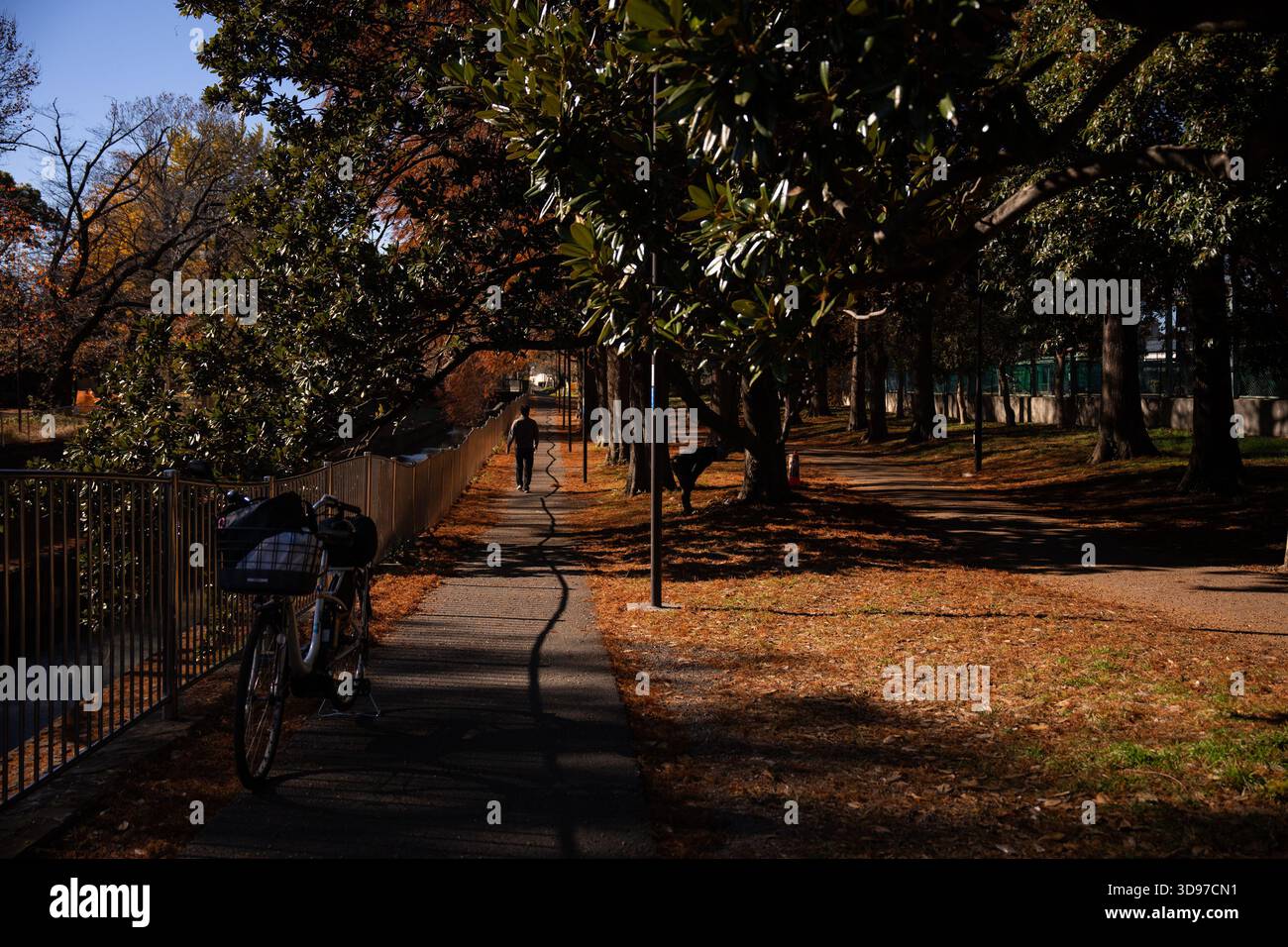 A visitor walks along a path at the Zenpukuji River Park among trees ...