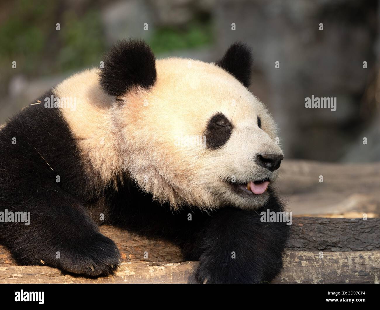 Giant pandas enjoy leisure life in Dujiangyan of Chengdu City ...