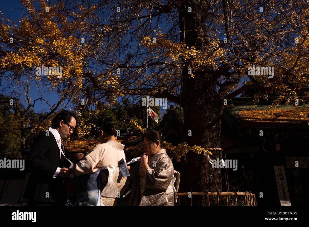 Visitors prepares themselves for photographs among ginko trees at the ...