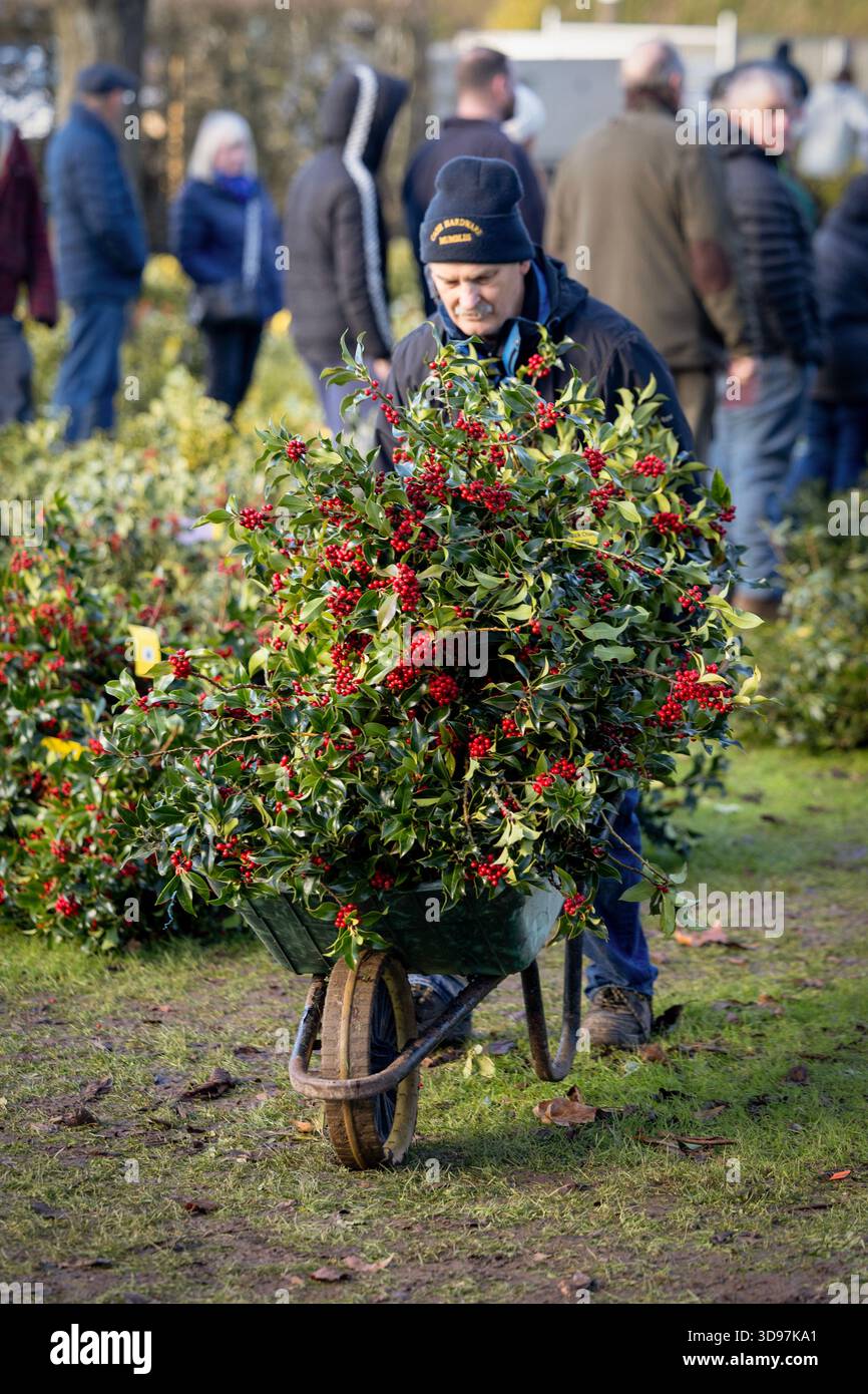 25/11/25 Buyers bid for mistletoe, holly, and wreaths at the annual ...