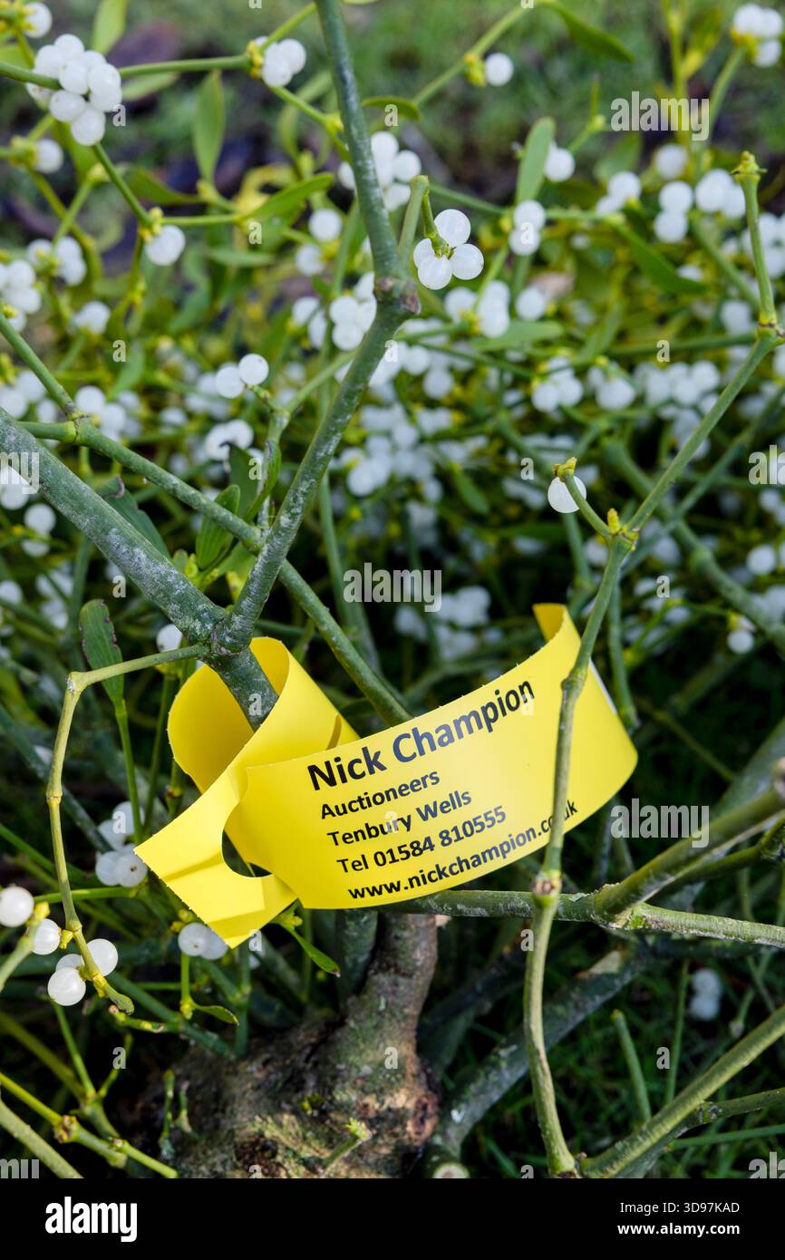 25/11/25 Buyers bid for mistletoe, holly, and wreaths at the annual ...