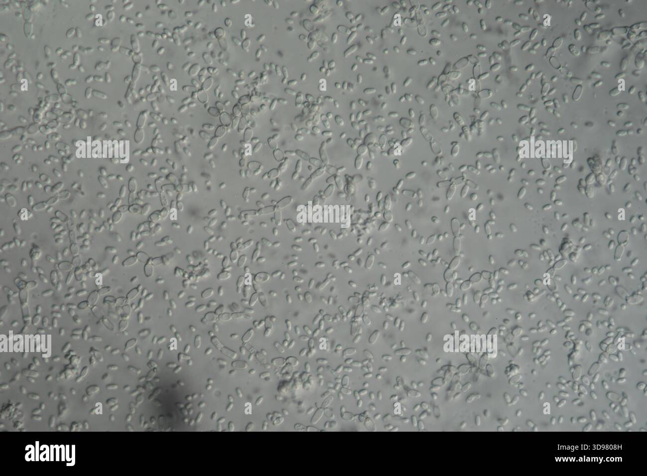 Yeast microscope hi-res stock photography and images - Alamy