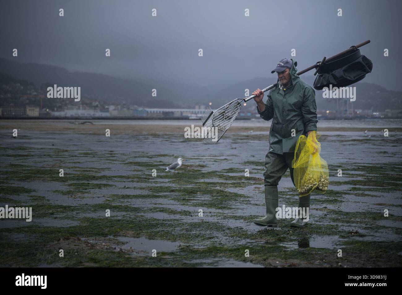 Shellfish gatherers of the Cofradía de San Telmo work in the area of ...