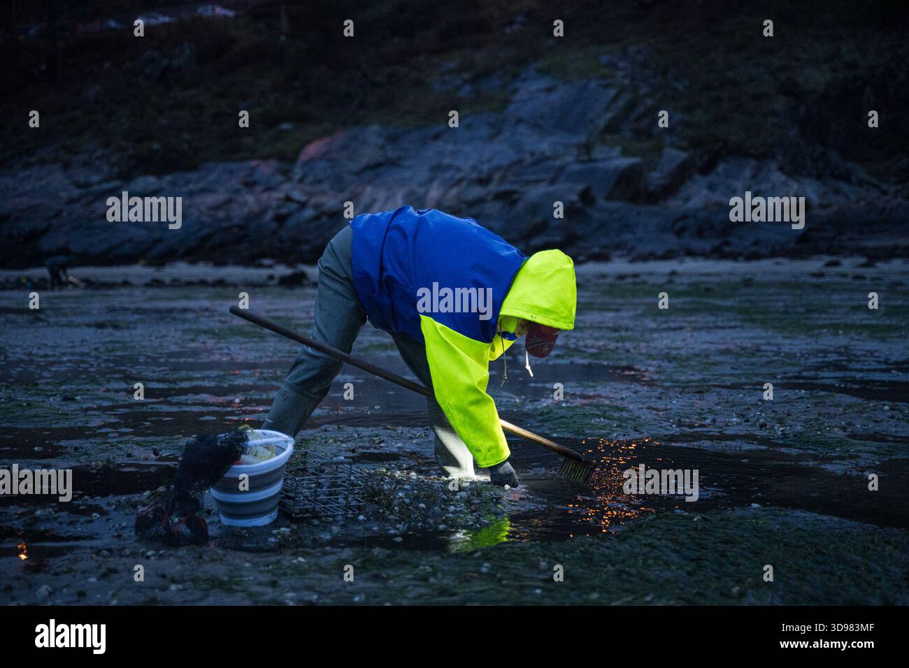 Shellfish gatherers of the Cofradía de San Telmo work in the area of ...