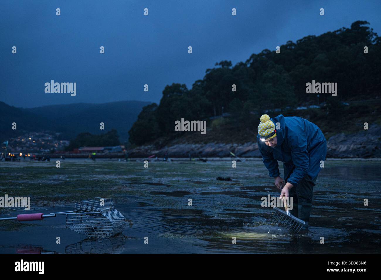 Shellfish gatherers of the Cofradía de San Telmo work in the area of ...