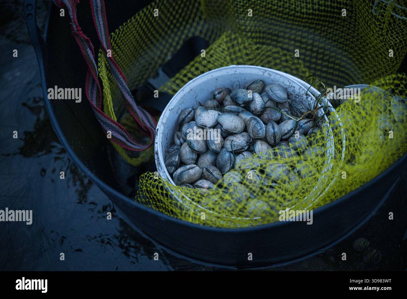 Shellfish gatherers of the Cofradía de San Telmo work in the area of ...