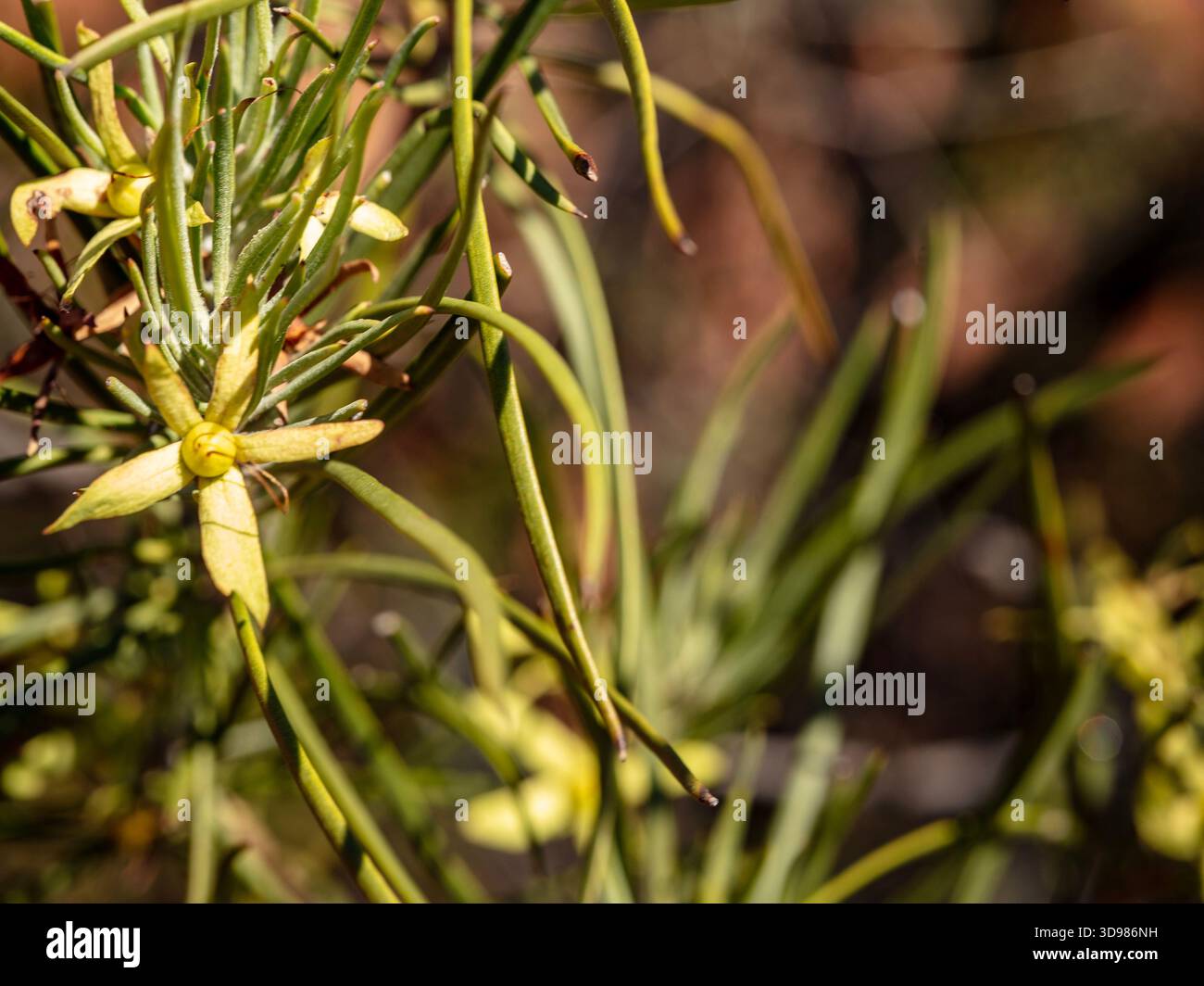 On the outskirts of kalgoorlie boulder hi-res stock photography and ...