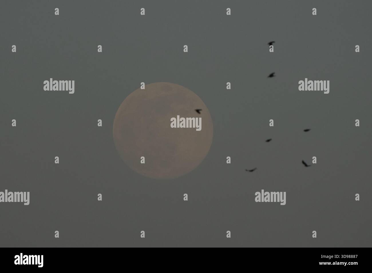 Birds fly while the moon rises Thursday, Dec.4, 2025, in Yangon ...
