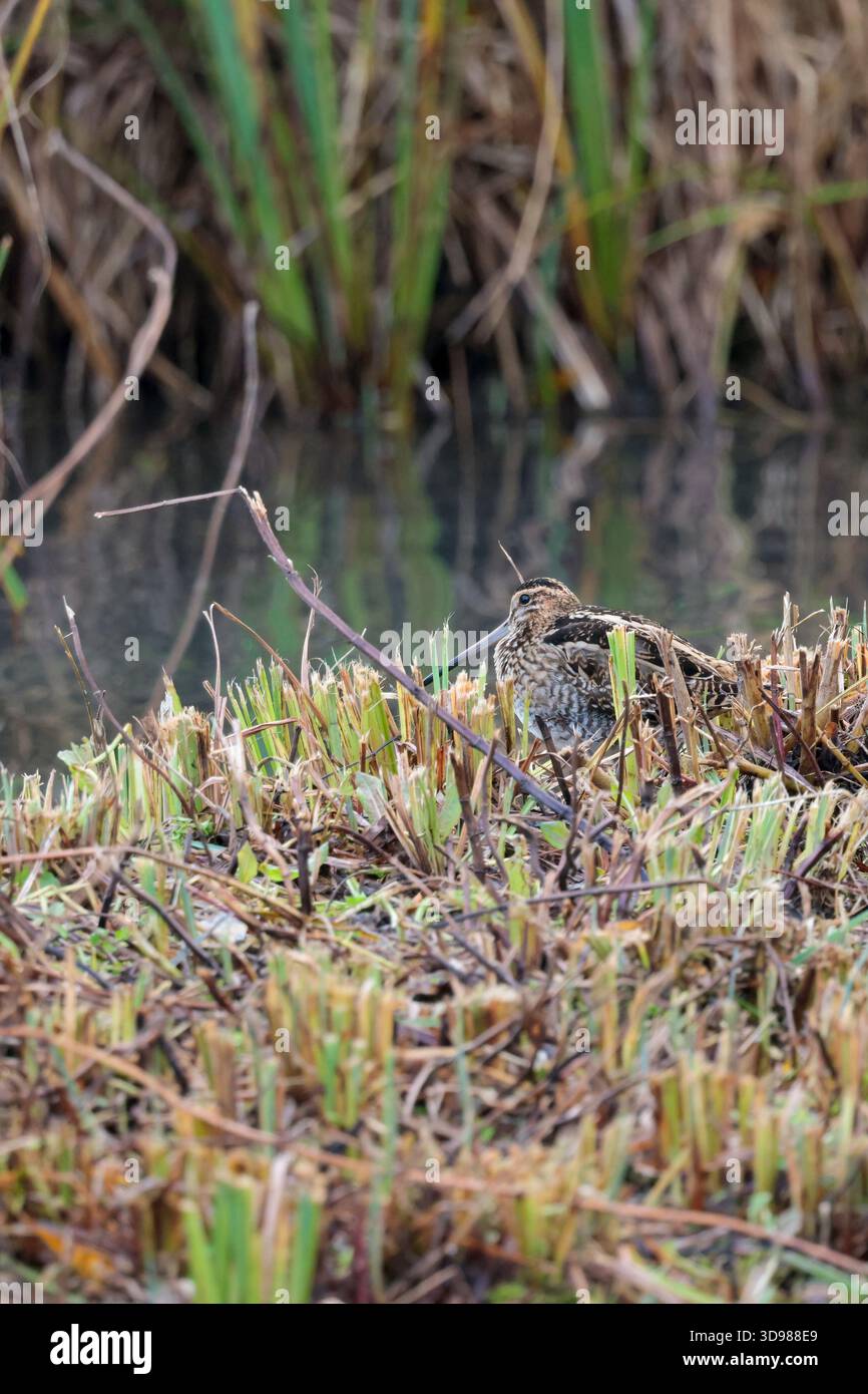 Snipe on cut reed bed winter england uk hi-res stock photography and ...