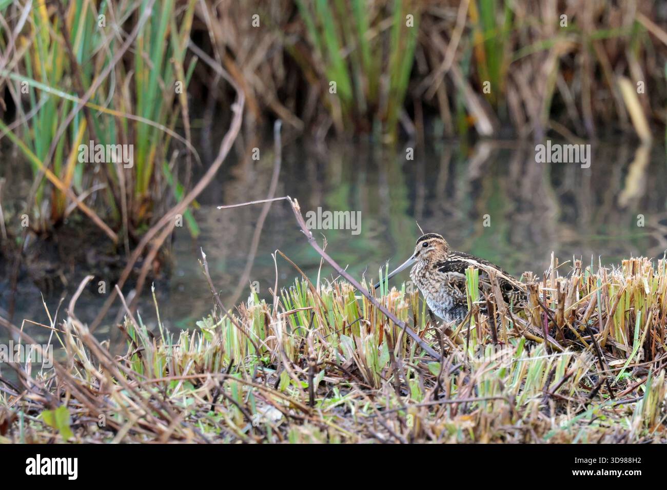 Snipe on cut reed bed winter england uk hi-res stock photography and ...