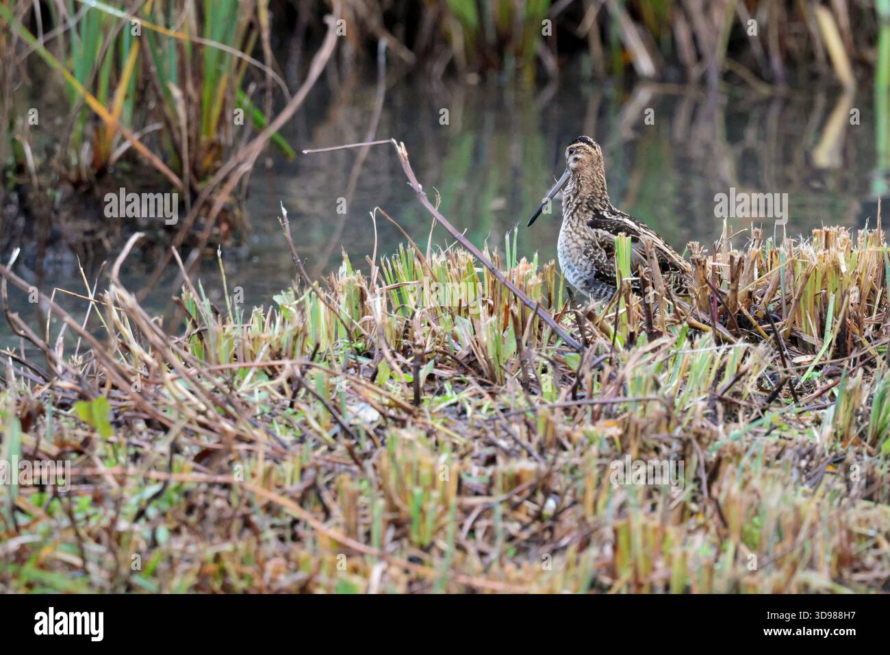 Snipe on cut reed bed winter england uk hi-res stock photography and ...