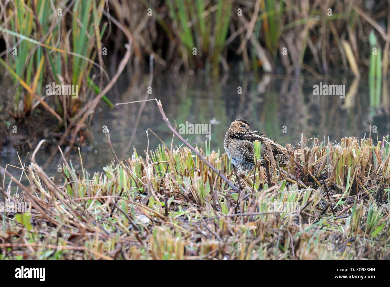 Snipe long bill beak tucked in plumage hi-res stock photography and ...