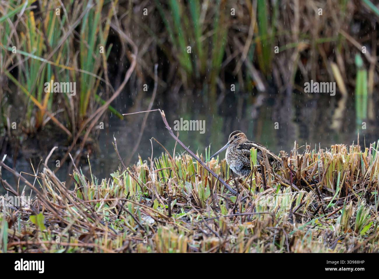 Snipe on cut reed bed winter england uk hi-res stock photography and ...