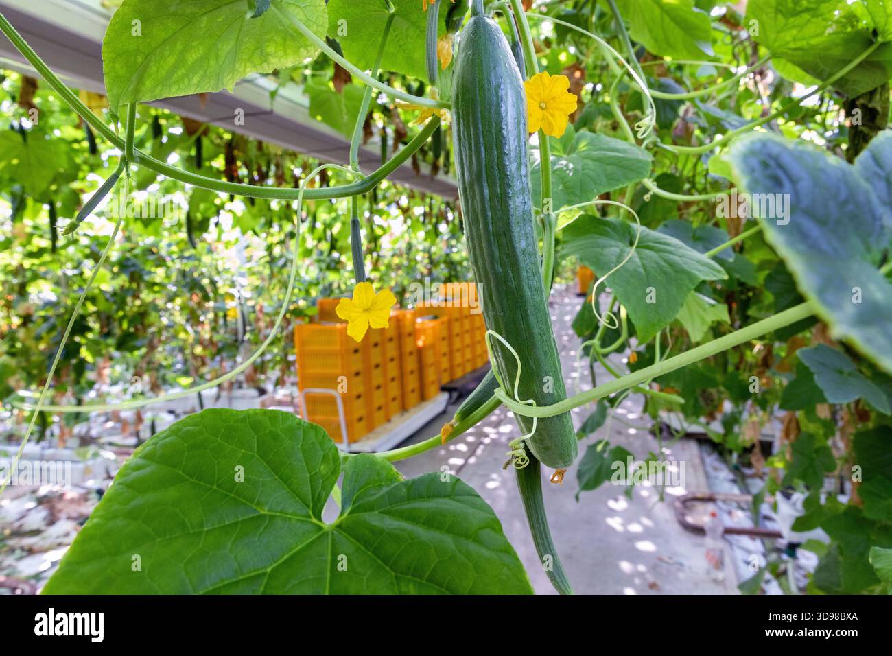 Yellow blossoming cucumber plants hi-res stock photography and images ...