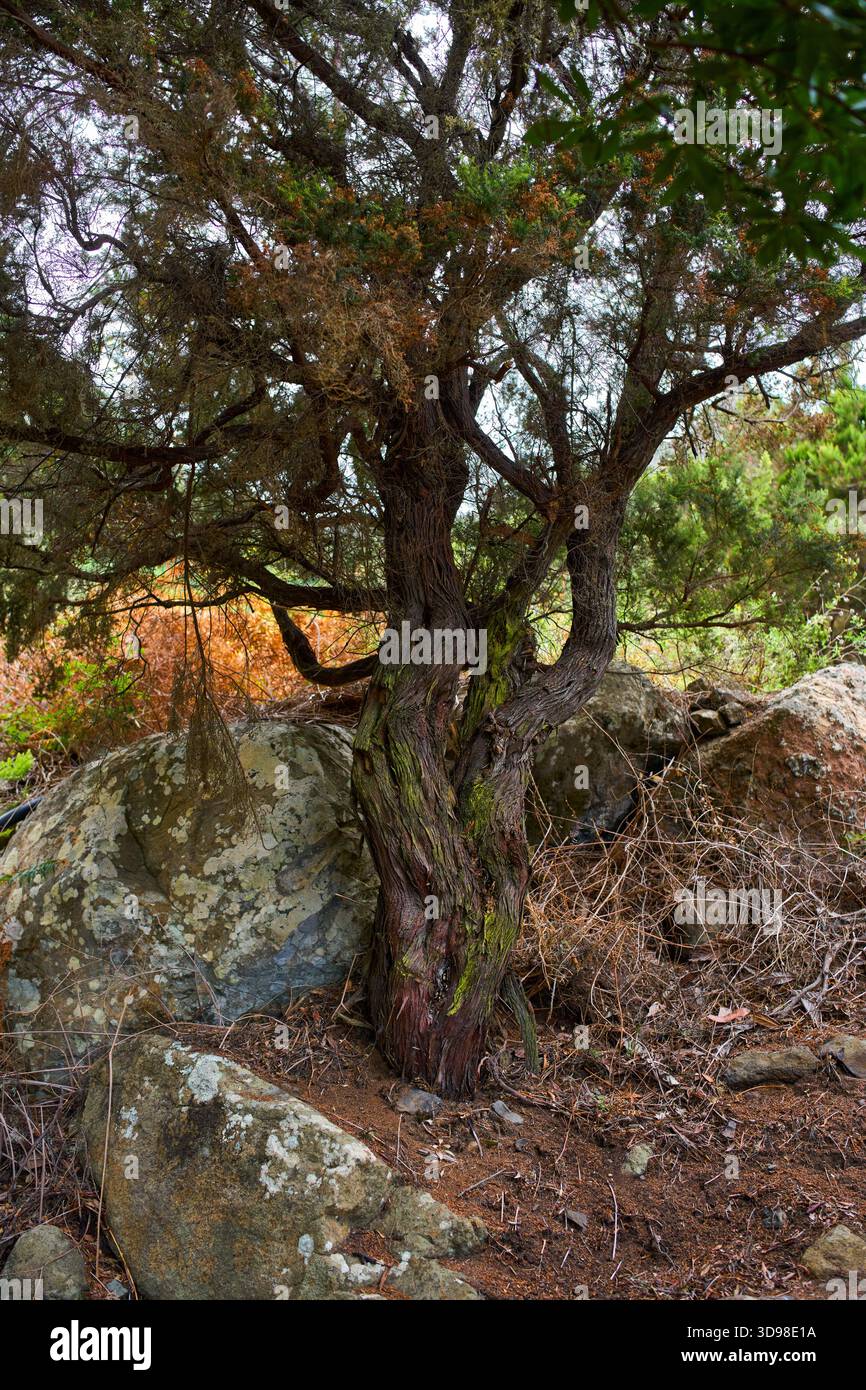 Ancient twisted Canarian laurel tree Laurus novocanariensis with moss ...