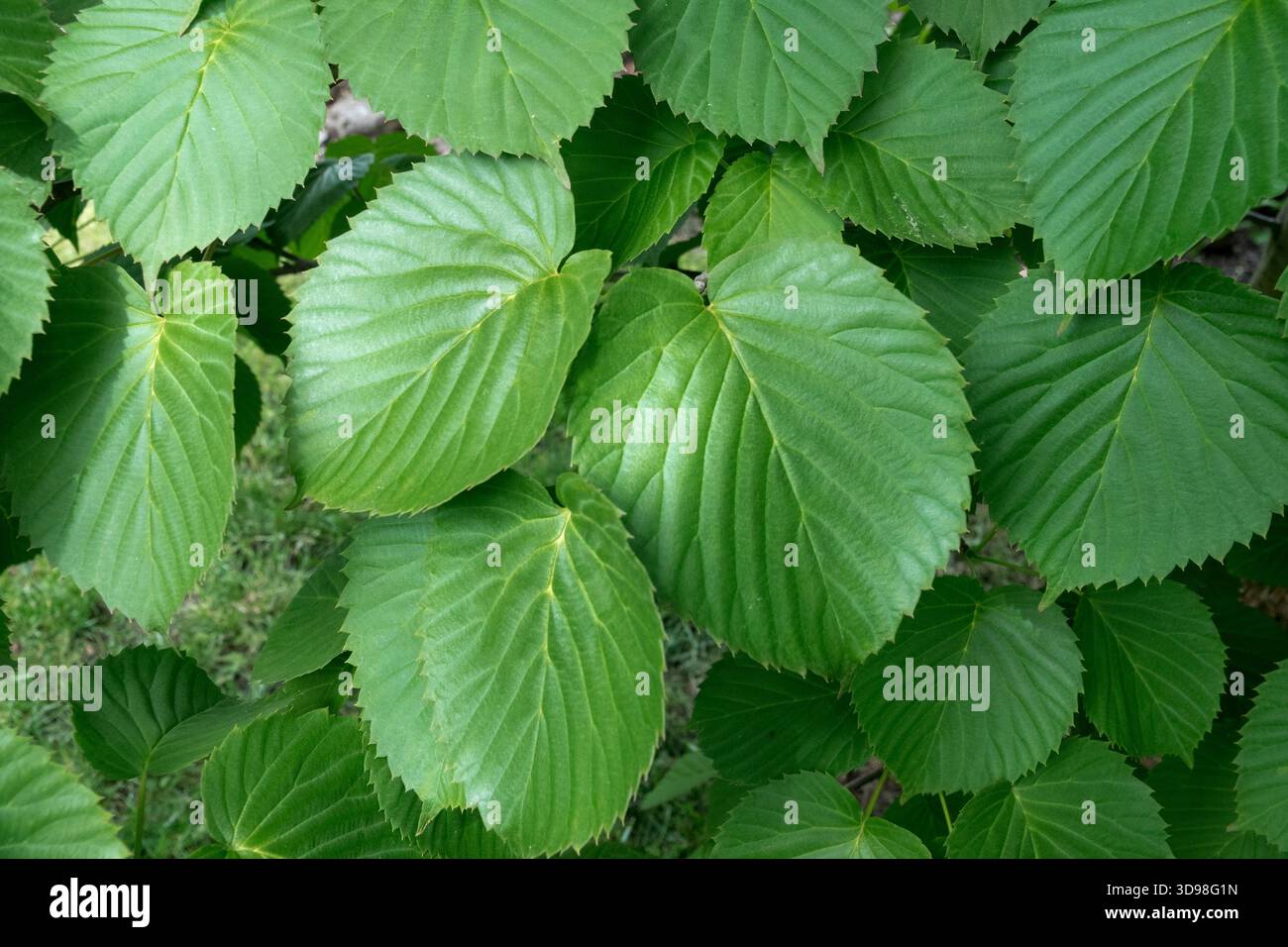 Davidia involucrata dove tree handkerchief tree hi-res stock ...