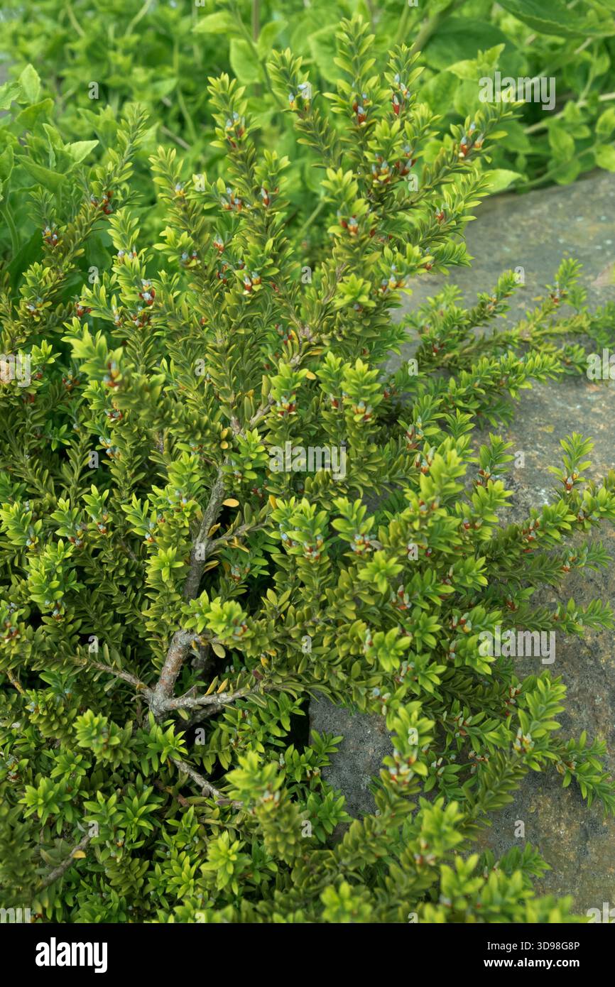 Small conifer shrub Alpine Totara Podocarpus nivalis "Bronze" Mountain ...