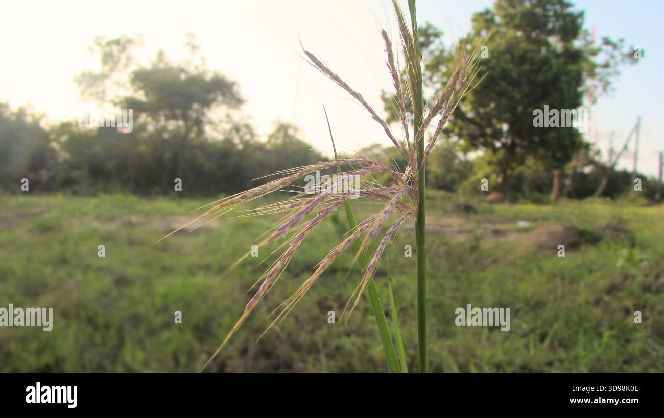 Seed head grass in hi-res stock photography and images - Alamy