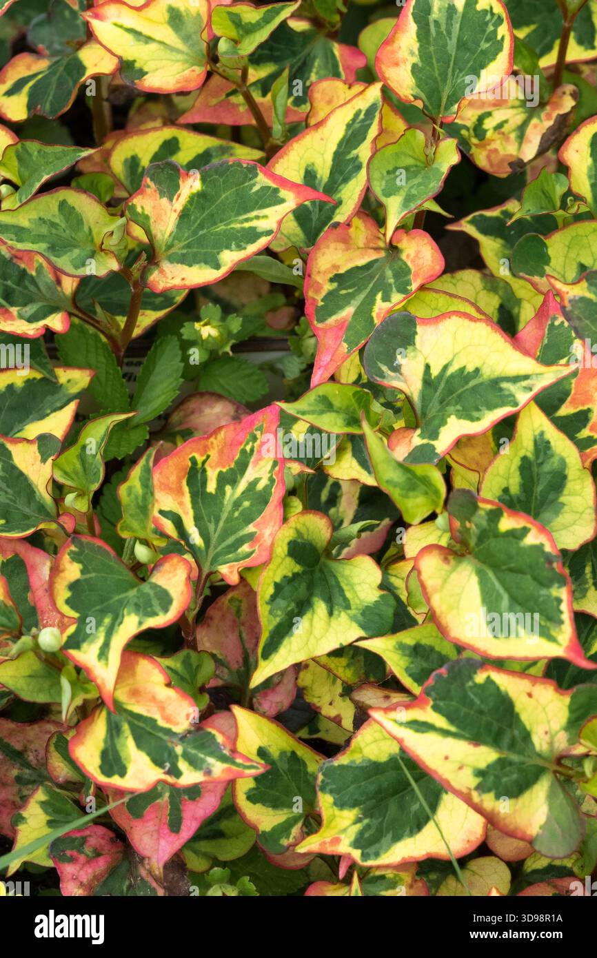 Leaf leaves foliage vegetable cullinary hi-res stock photography and ...