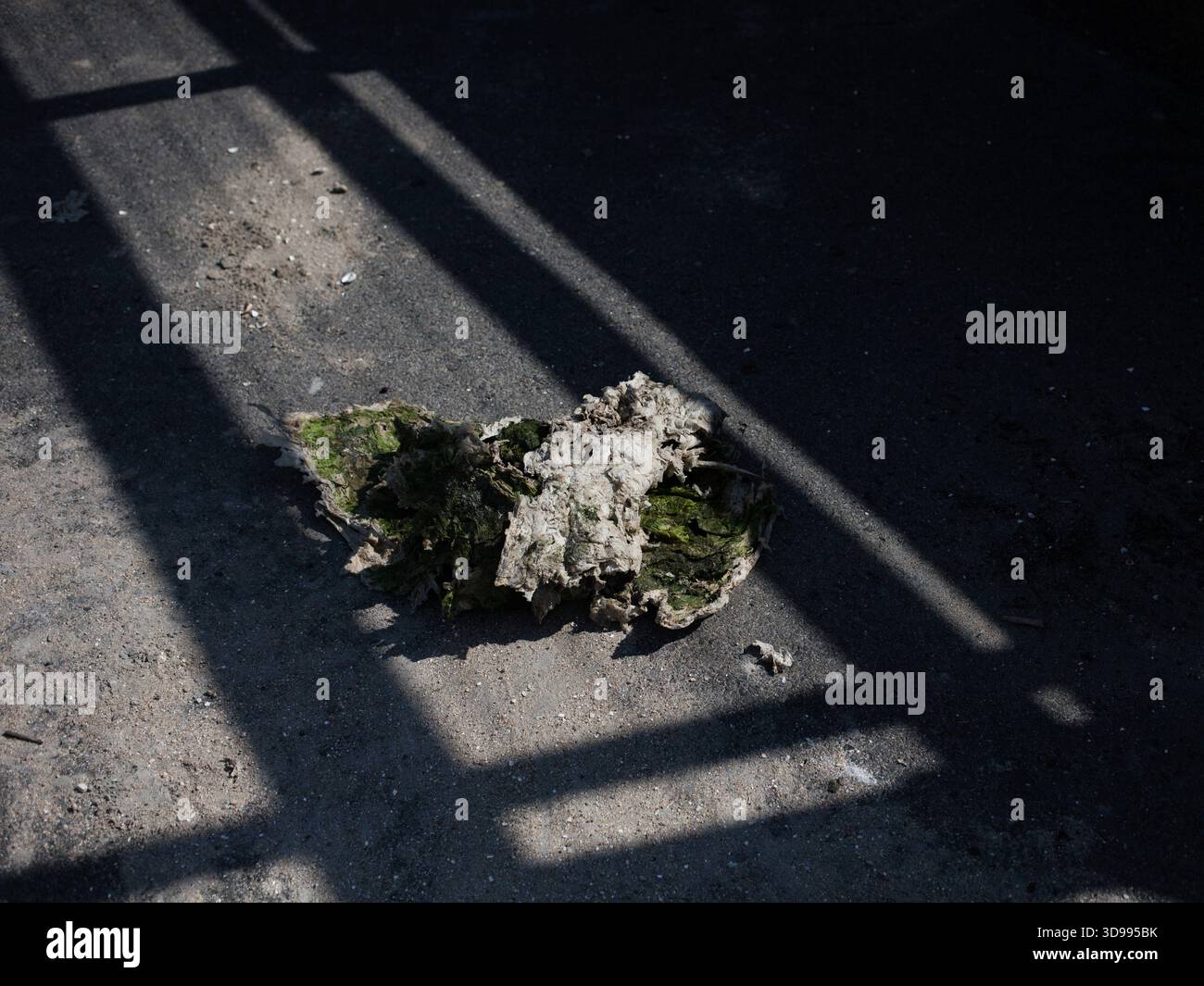 Saint-Brieuc, June 21, 2017. Pile of decomposing, dried green algae on ...