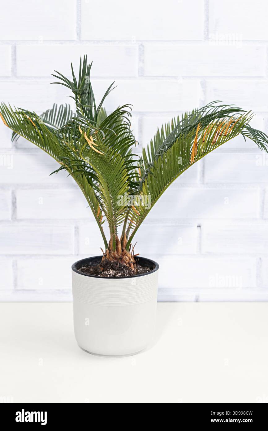 Potted sago palm Cycas revoluta with yellowing fronds and dry tips in a ...