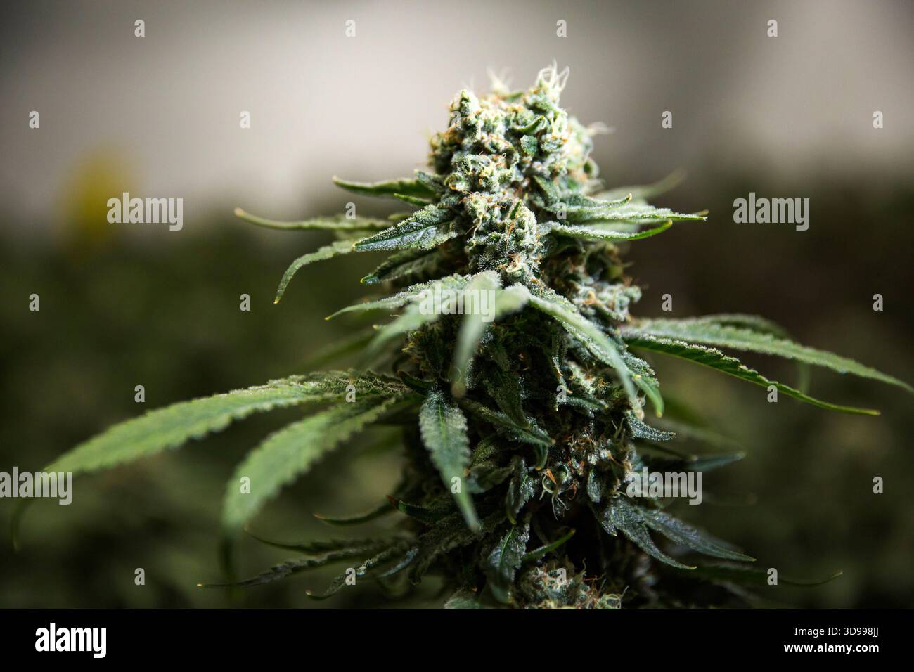 Cannabis plants grow inside of Thrive Cannabis' production facility in ...