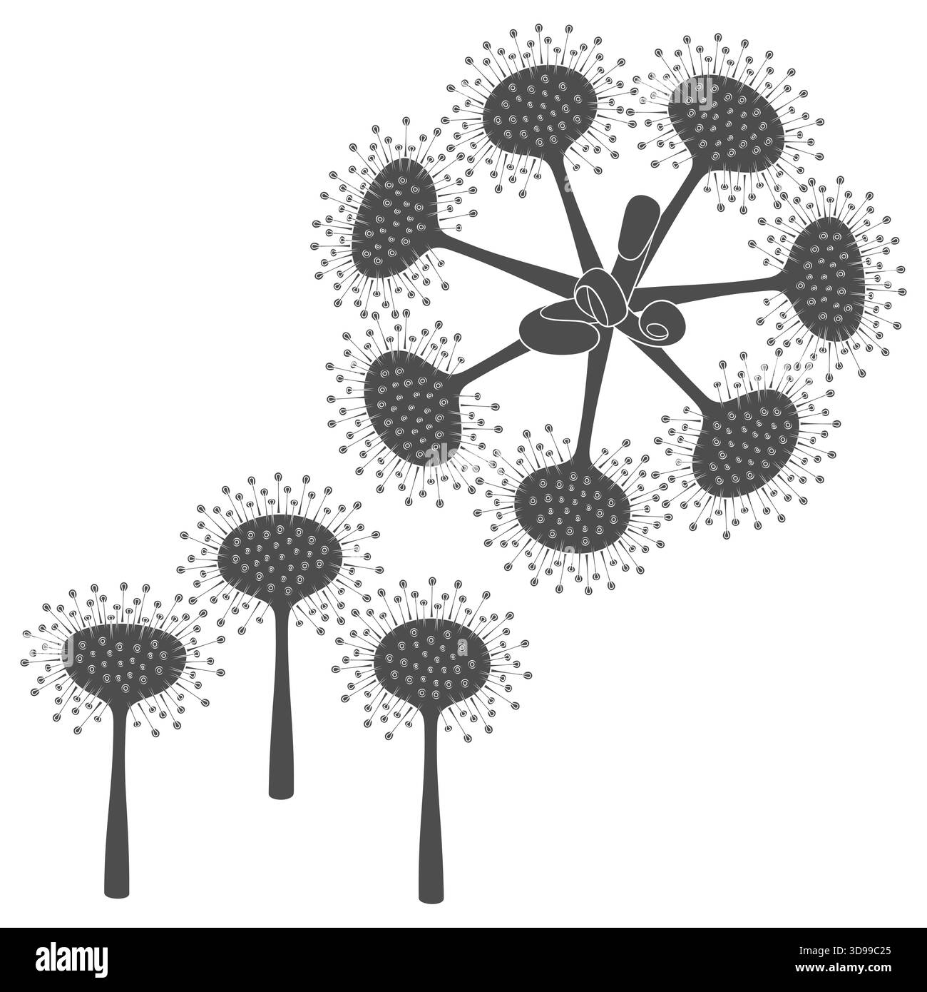 Set of black and white illustrations drosera, sundew plants. Isolated ...