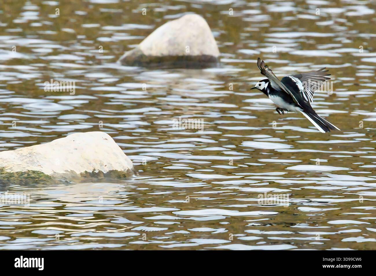 Grey wagtails flying hi-res stock photography and images - Alamy