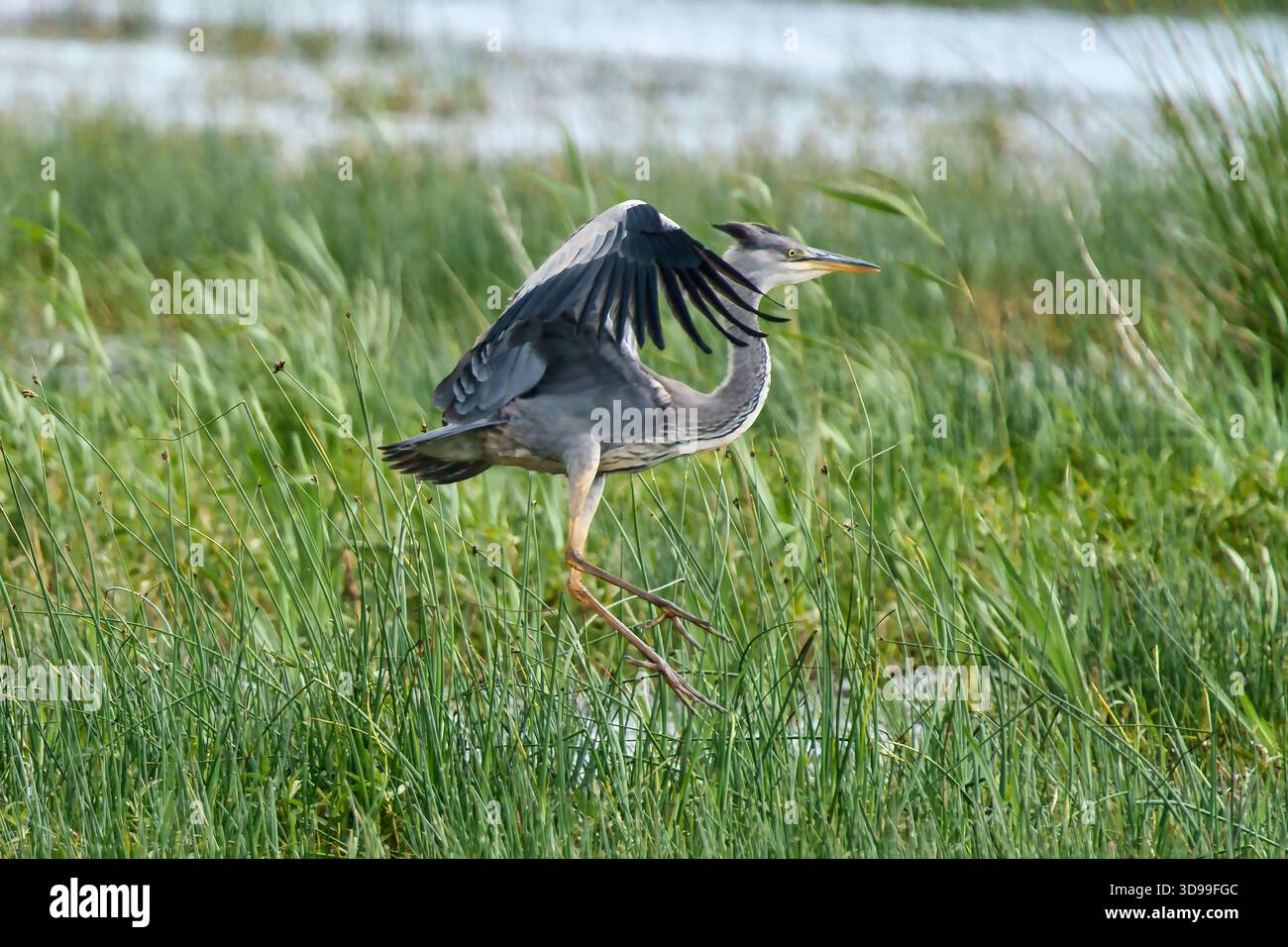 Herons in a wetland flying and hunting Stock Photo - Alamy