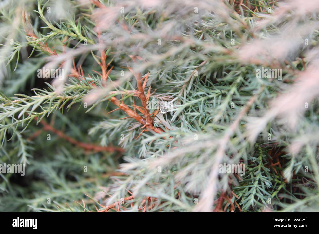 Green and brown plants grow close together in a garden. The detailed ...