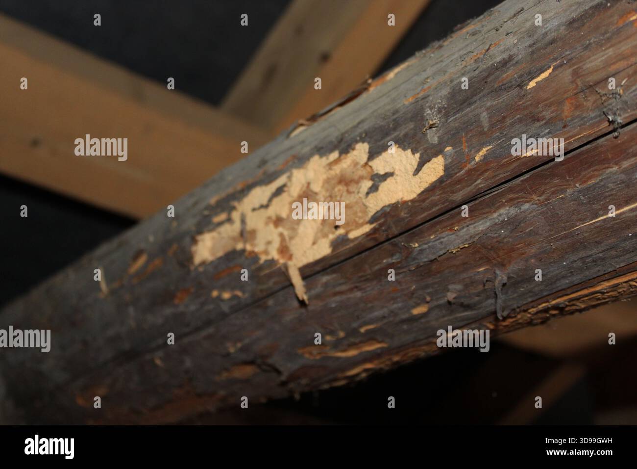 Wood beam shows signs of damage and wear caused by insect activity. The ...